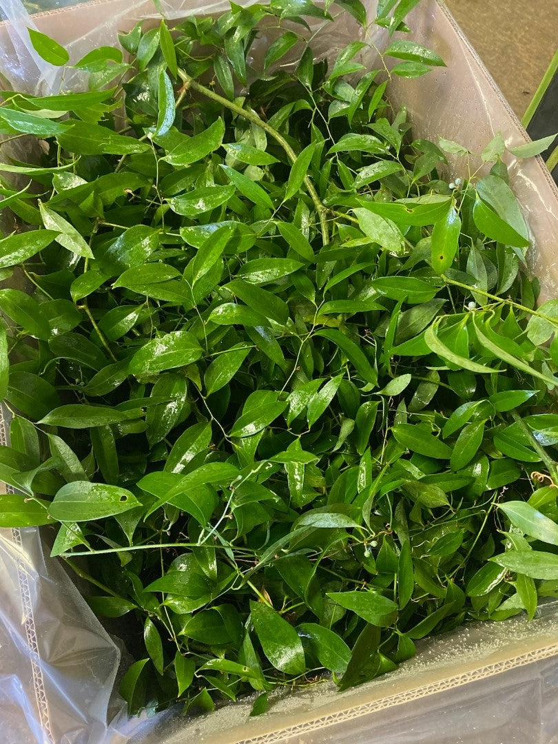 Southern Smilax Full Box – SMILAX DIRECT.COM