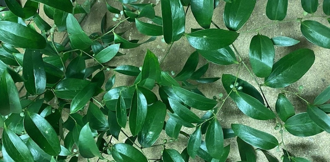 SMILAX DIRECT.COM