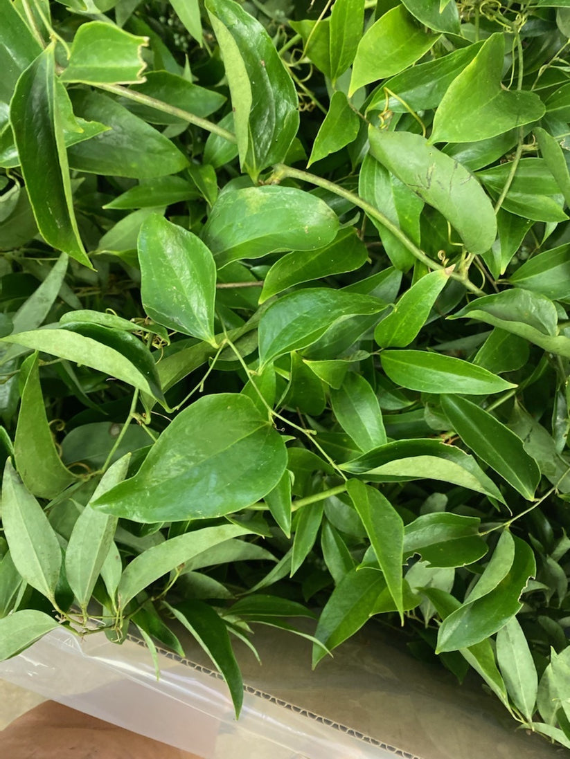 Southern Smilax Full Box – SMILAX DIRECT.COM